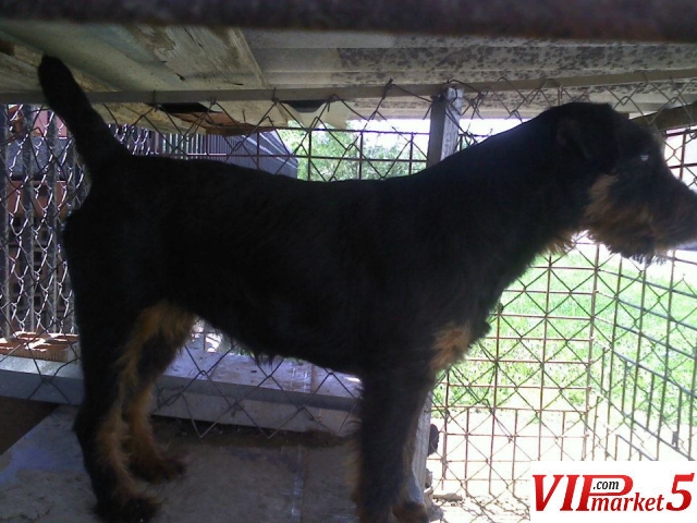 terier germanski loven