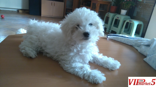 Prodavam kuce od rasa Bison Frize